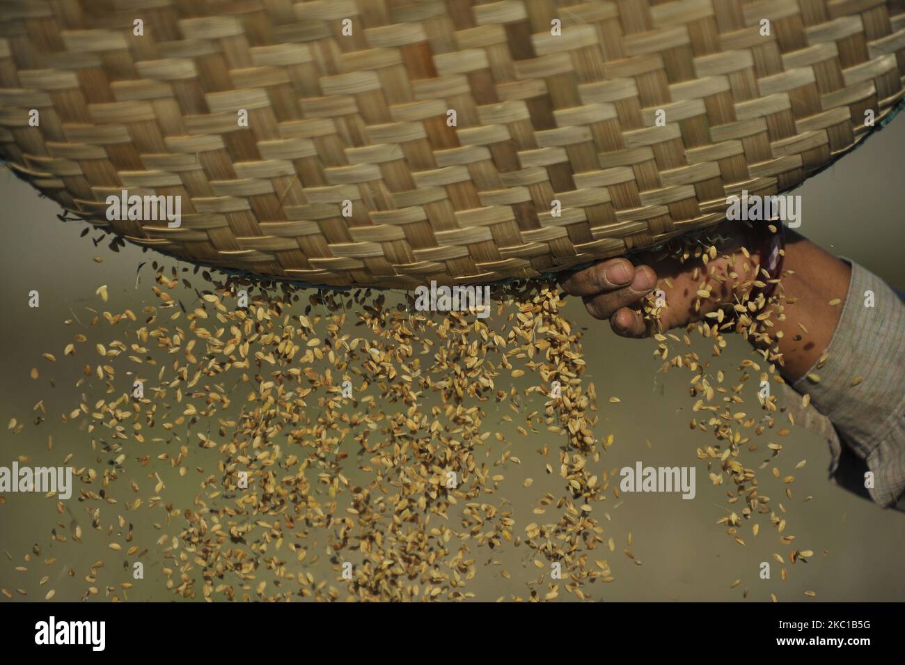 A woman separates rice grains from glumes, or husks using a traditional ...