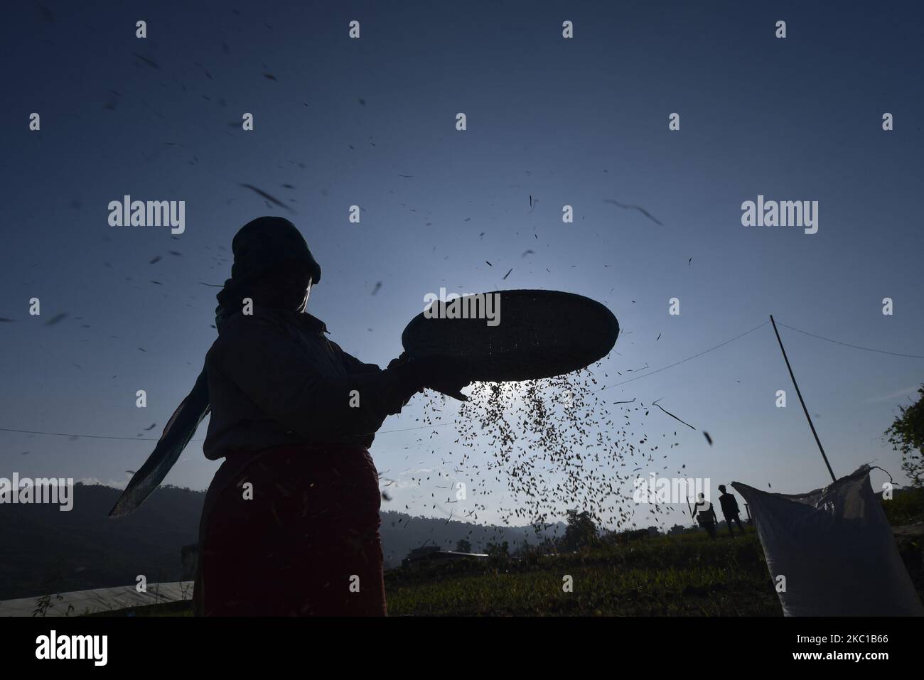 Women winnowing wheat hi-res stock photography and images - Alamy