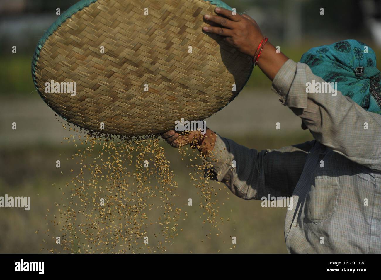Women harvesting wheat grains hi-res stock photography and images - Alamy