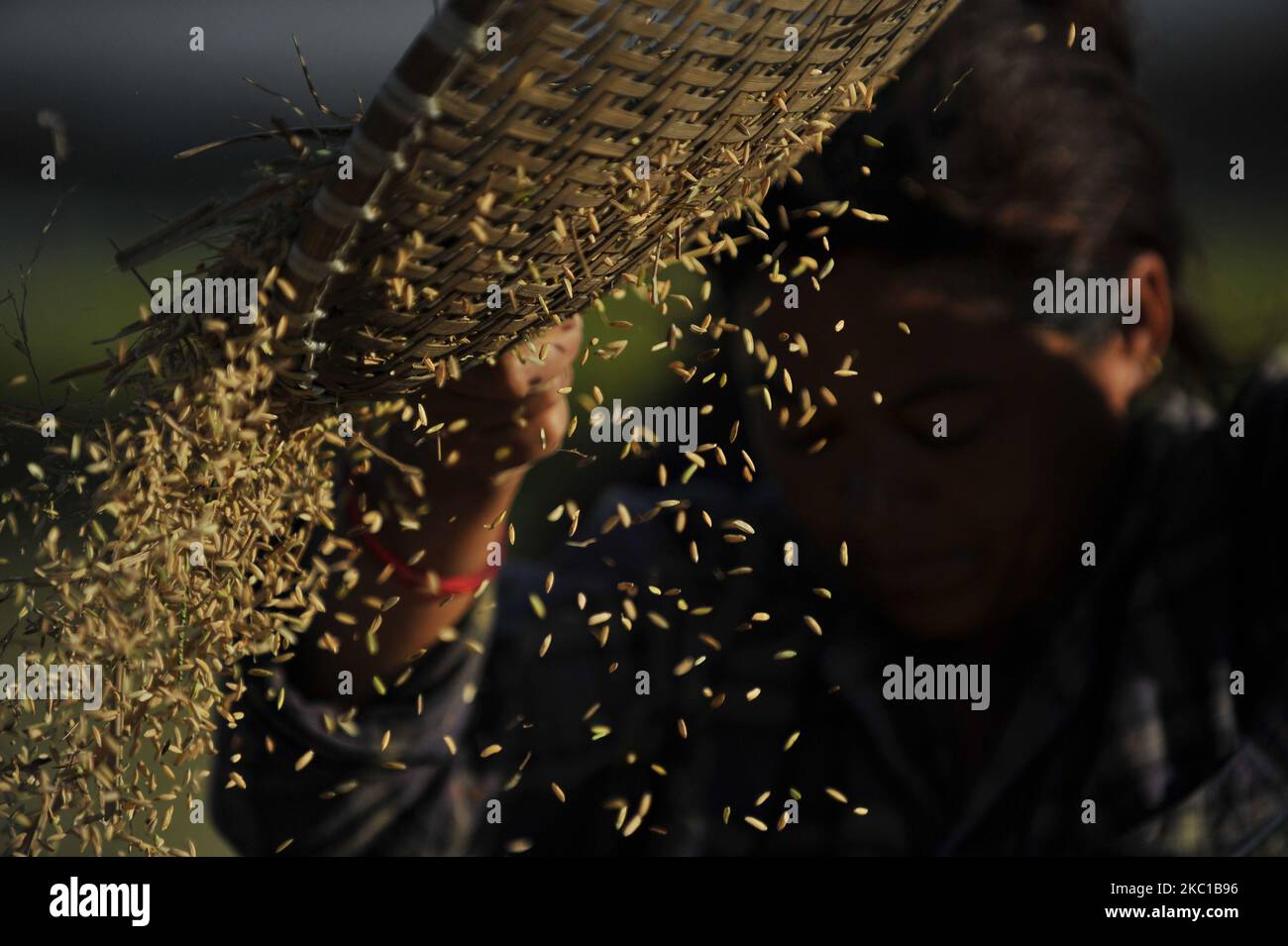 A woman separates rice grains from glumes, or husks using a traditional ...