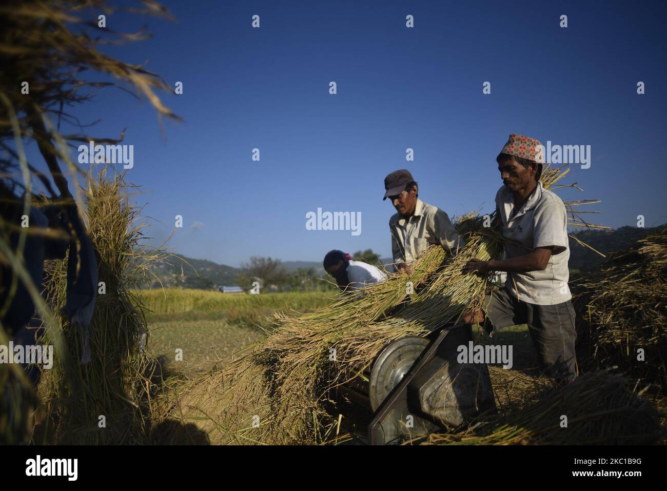 Nepalese farmers harvesting rice plants with foot pedal machine at ...