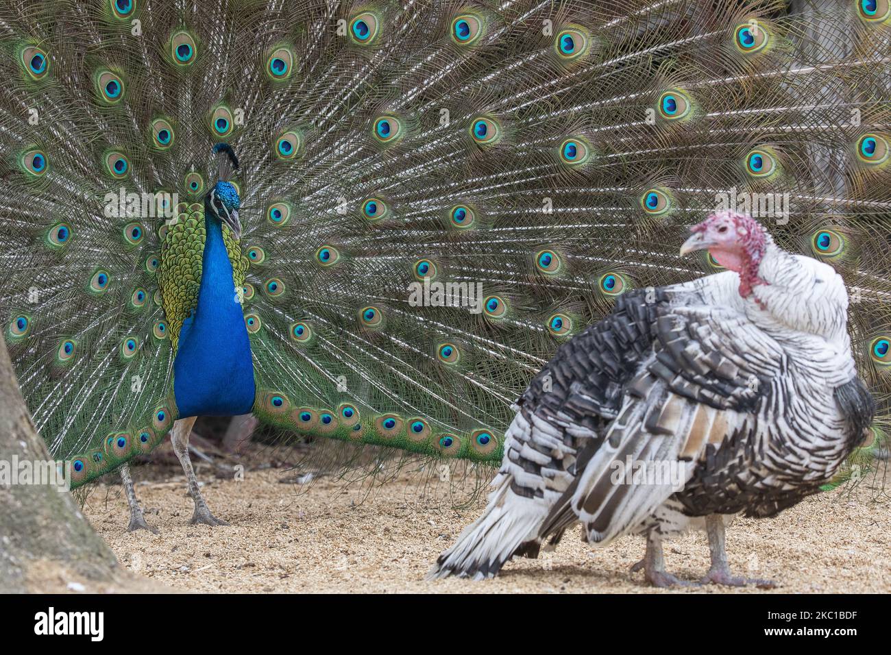 Turkey Peacock Cross