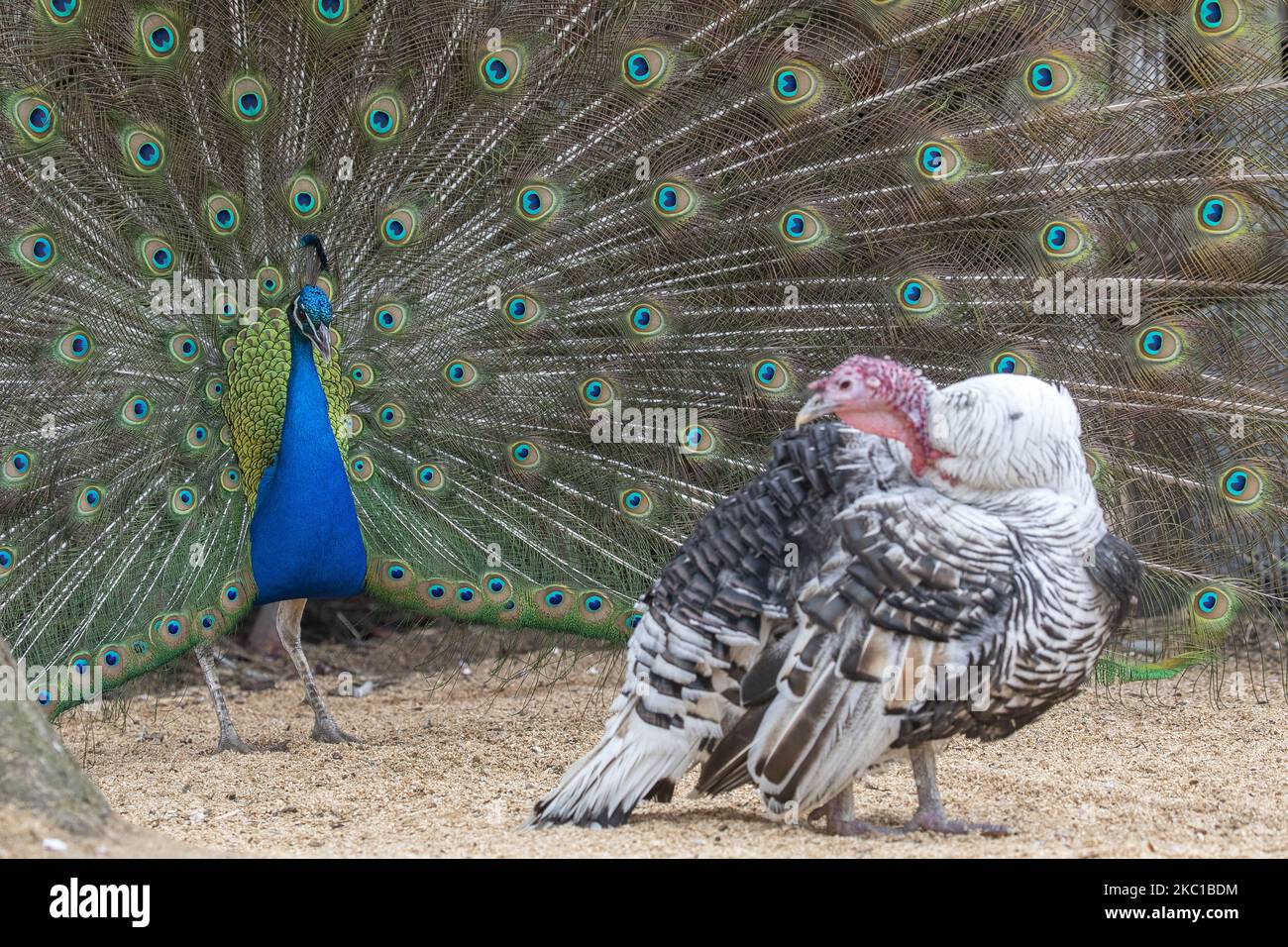 Turkey Peacock Hybrid