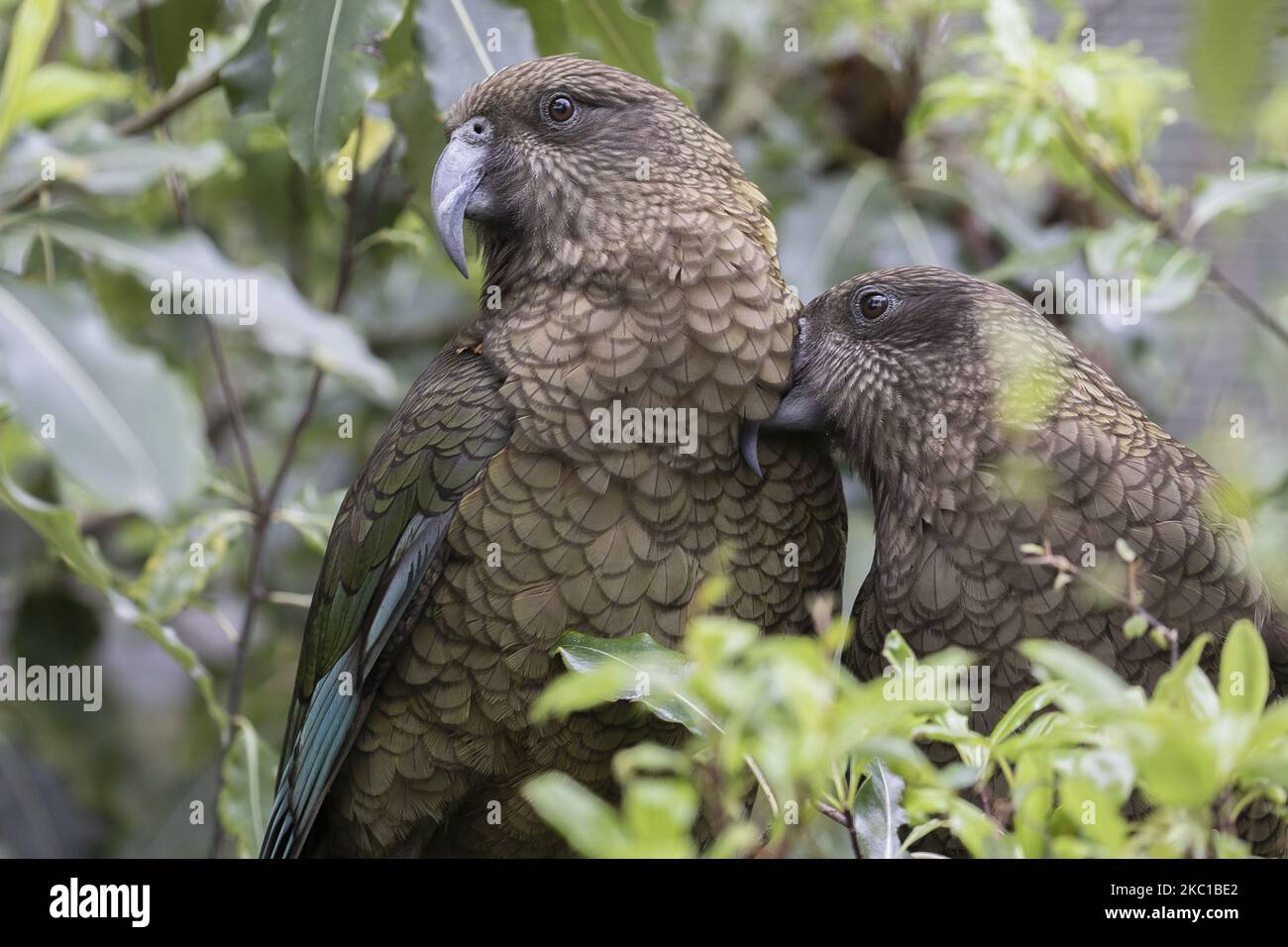 Mountain parrota kea hi-res stock photography and images - Alamy