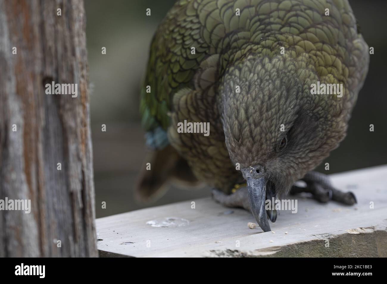 Kea eats grains hi-res stock photography and images - Alamy