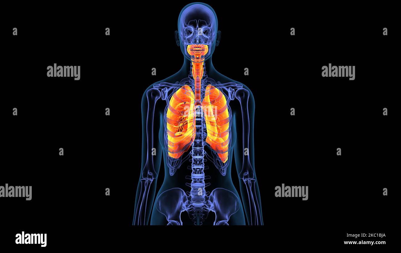 Stomach anatomy female medical concept hi-res stock photography and ...