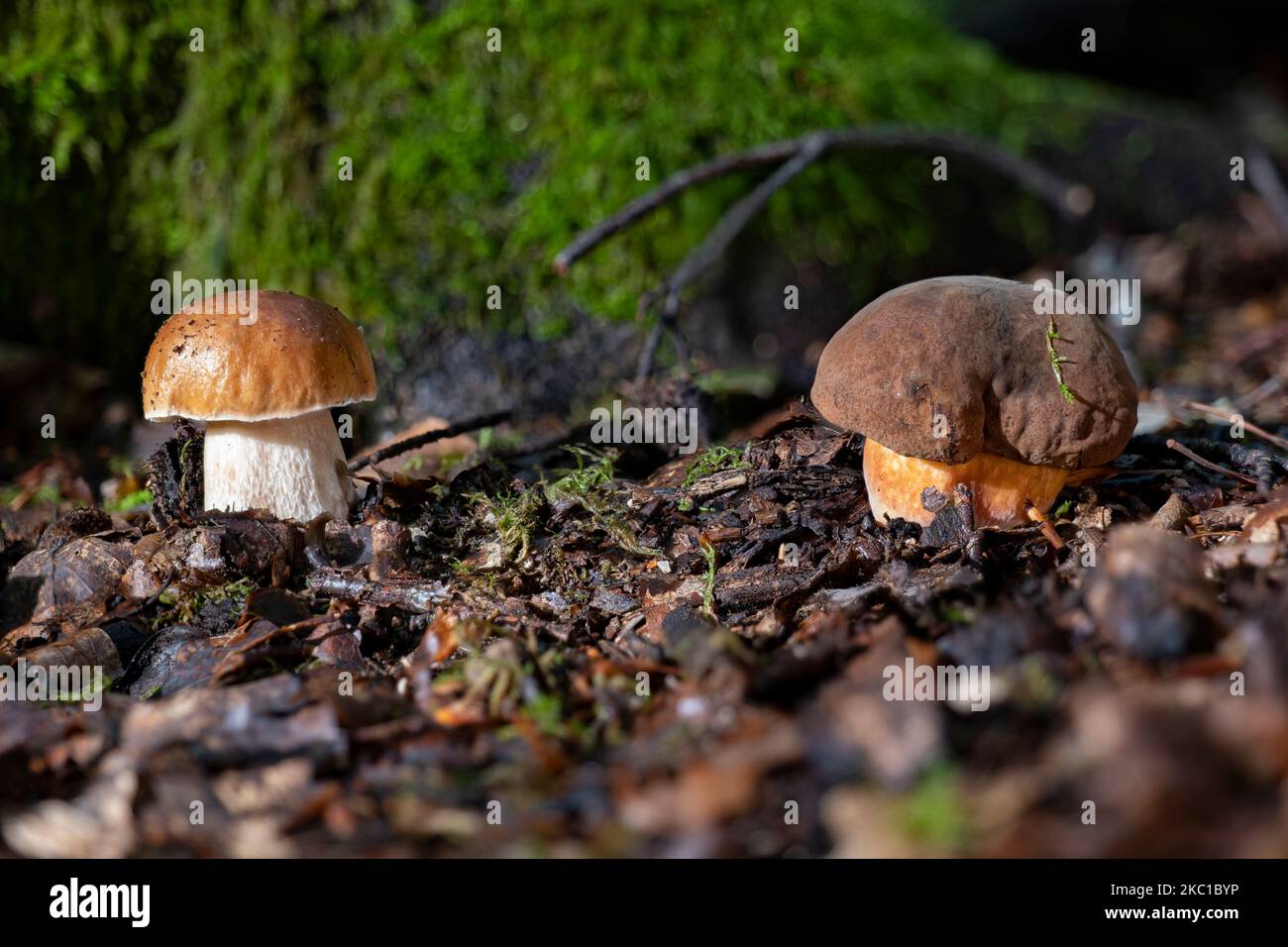 Boletus luridiformis scarletina steinpilz hi-res stock photography and ...