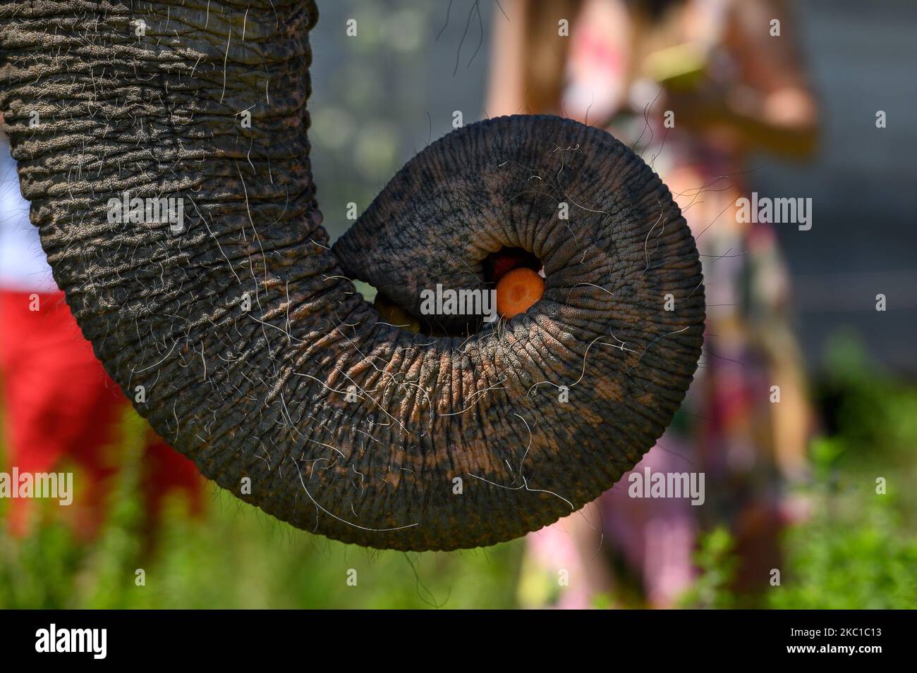 A piece of carrot in the trunk of an Asian elephant. Close-up Stock ...
