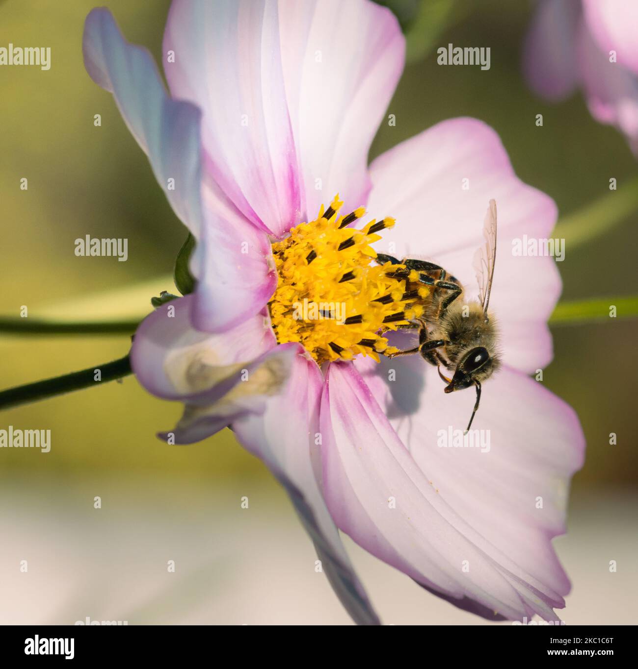 Macro of a honey bee (apis mellifera) on a pink cosmos blossom with ...