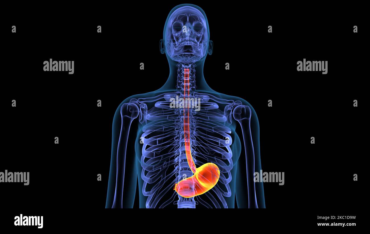 human stomach anatomy 3d illustration Stock Photo - Alamy