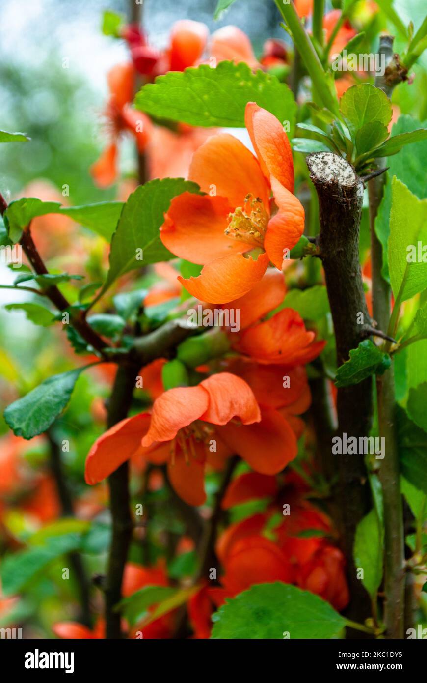 A closeup of the Japanese quince flowers, a vertical shot Stock Photo ...