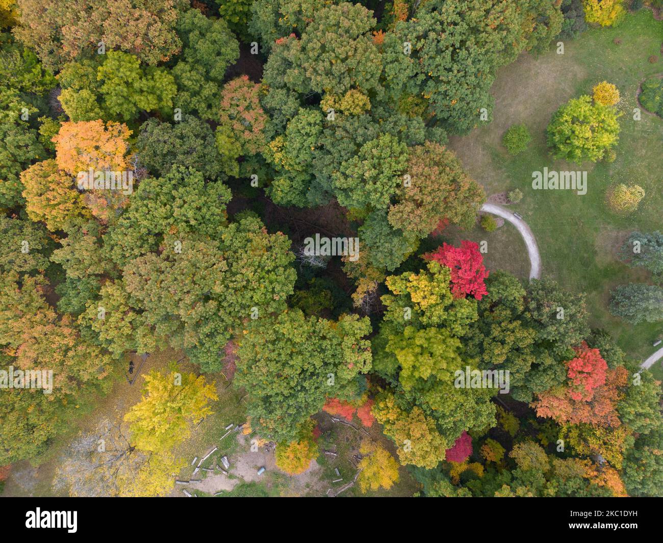 An aerial view of a forest with colorful trees, in southern Ontario ...