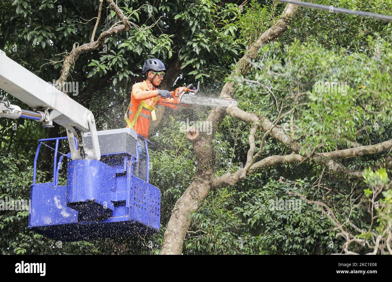 Tree Management Officers are sawing down the high-risk trees at Ng Tung ...