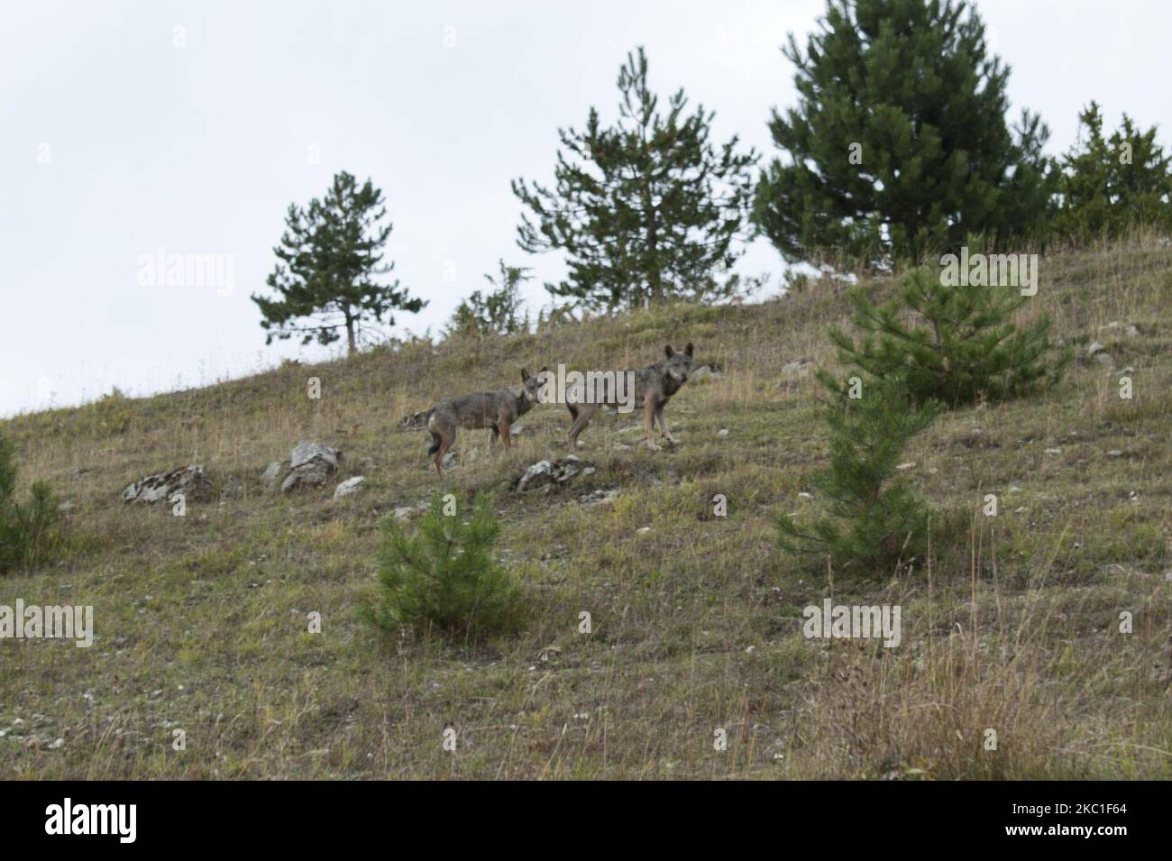 Couple of Wolves in Gran Sasso National Park, L'Aquila, Italy, on ...