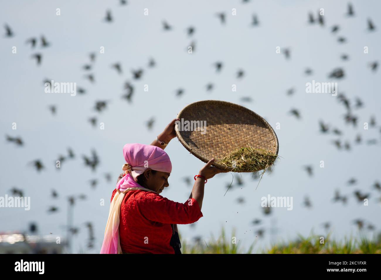 A Nepalese woman separates chaff from rice seeds in the traditional ...