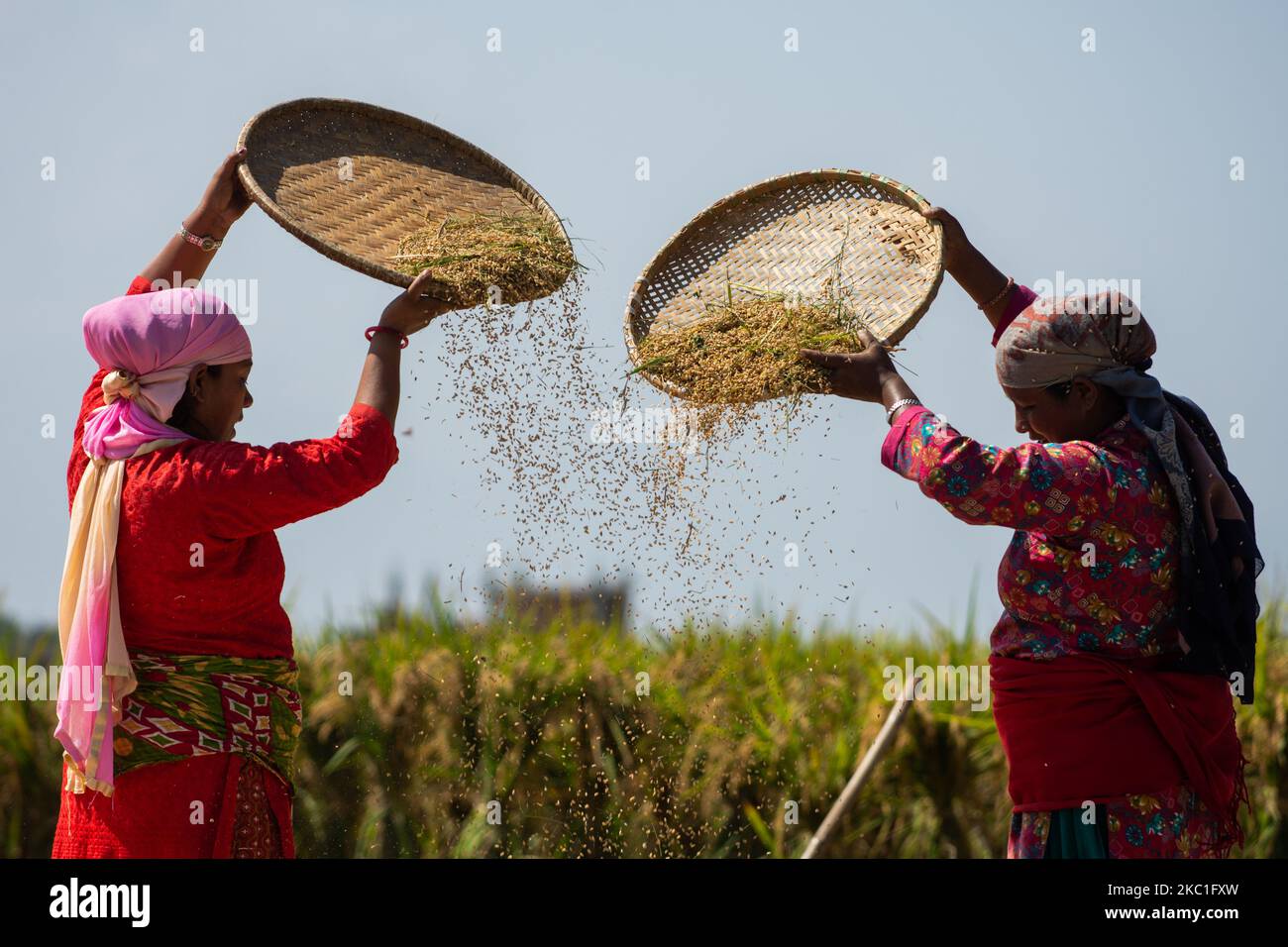 A Nepalese woman separates chaff from rice seeds in the traditional ...