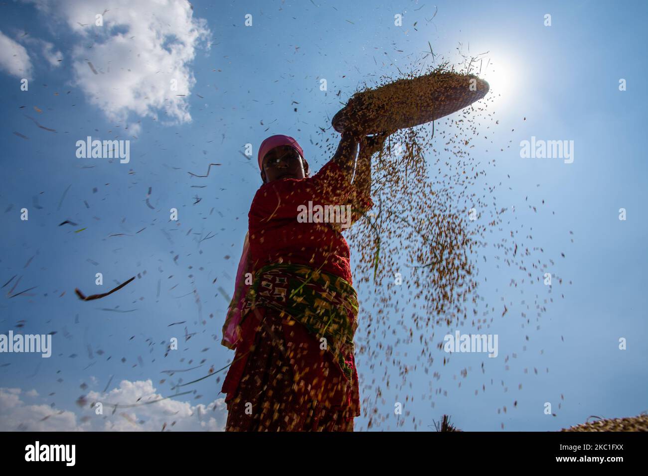 A Nepalese woman separates chaff from rice seeds in the traditional ...