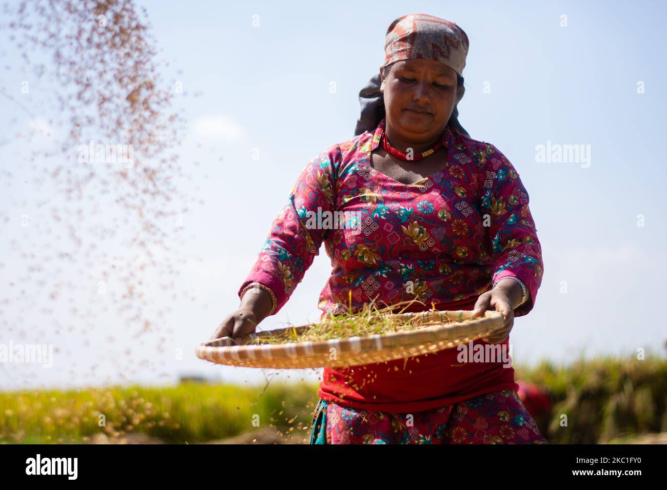 A Nepalese woman separates chaff from rice seeds in the traditional ...