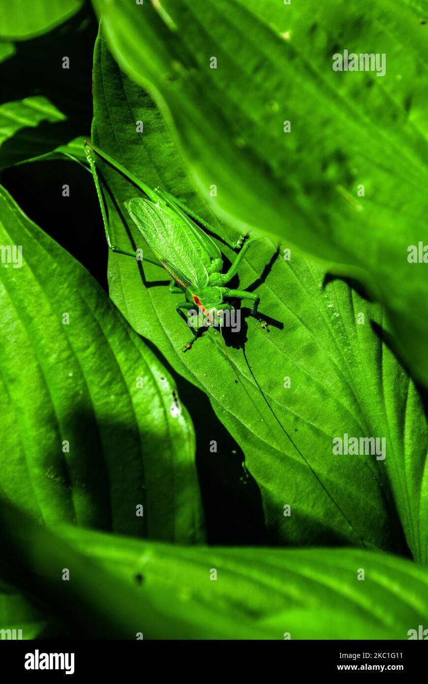 Hexacentrus hi-res stock photography and images - Alamy