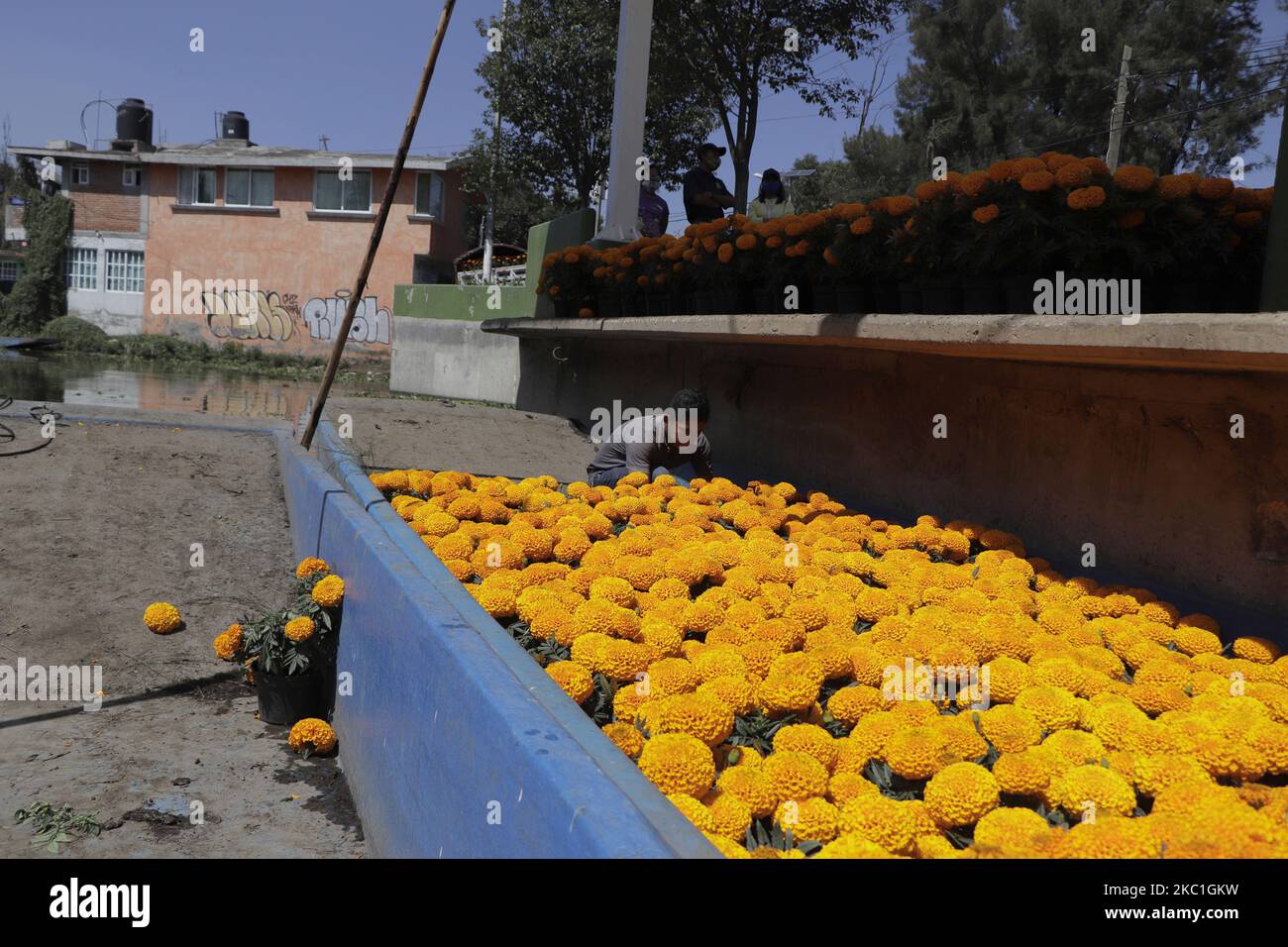 Cempasúchil flower producers in Xochimilco, Mexico City, move and ...