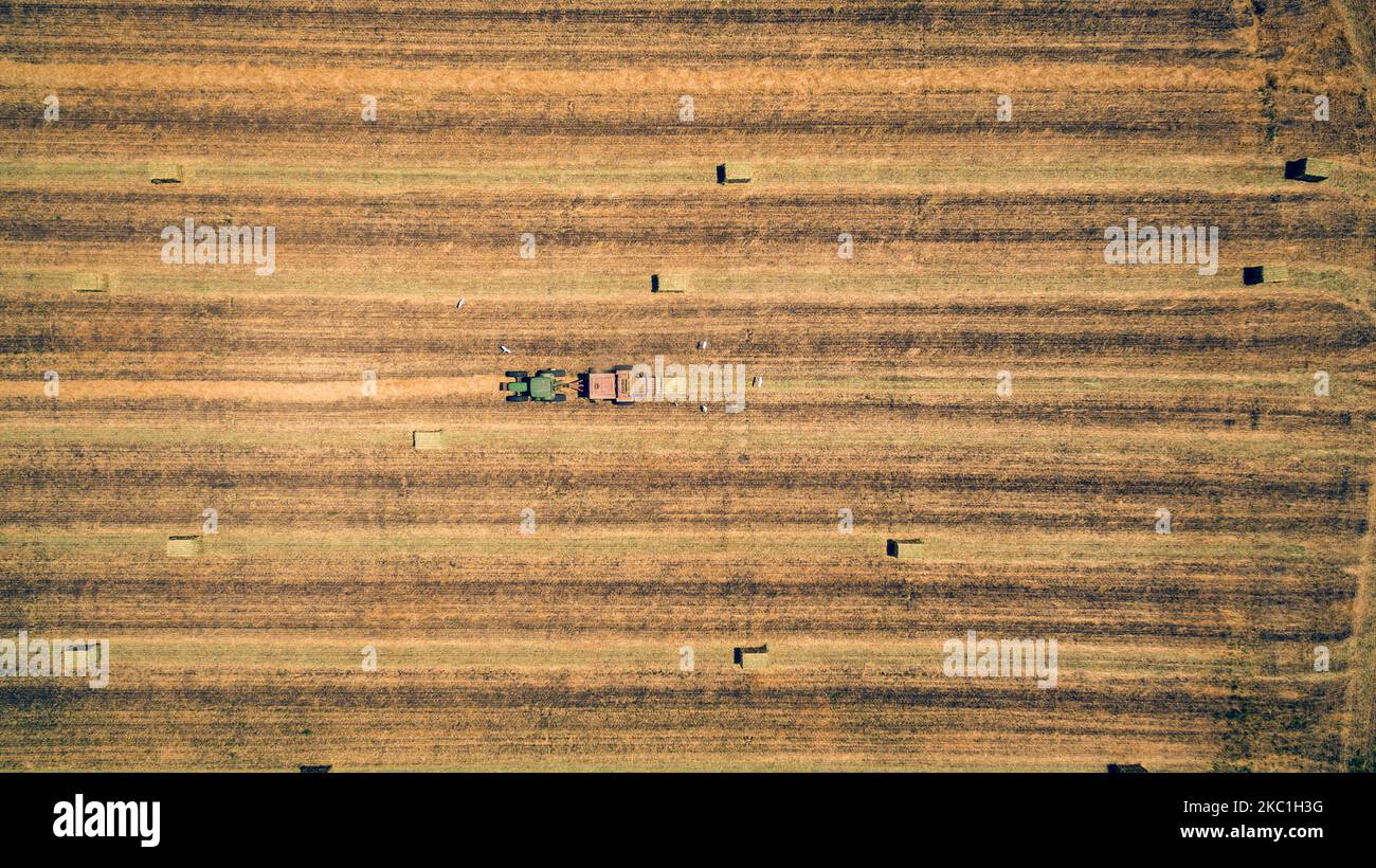 Aerial flight view of a cube baler tractor discharges a fresh wheat ...