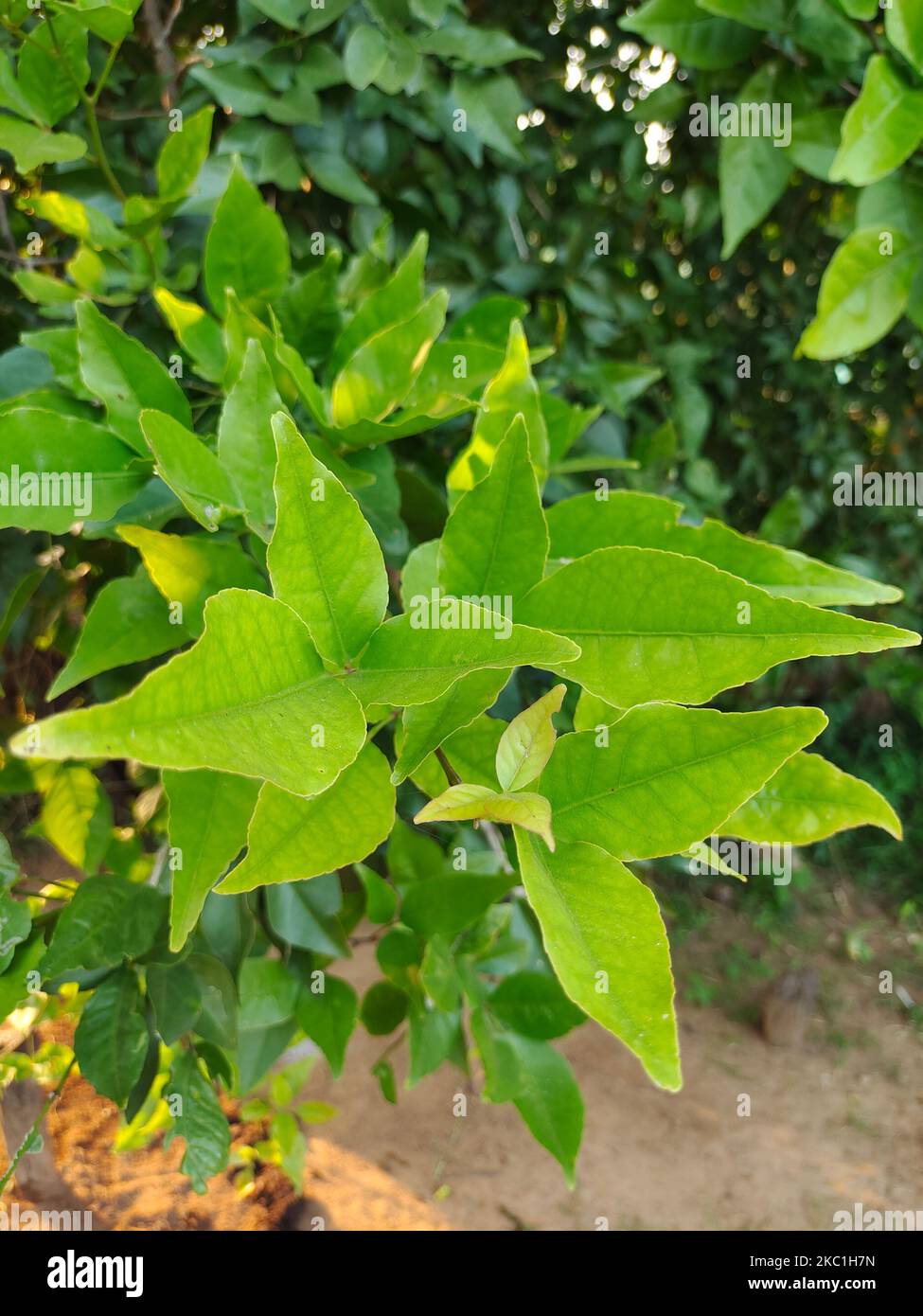 Indian bael tree hi-res stock photography and images - Alamy