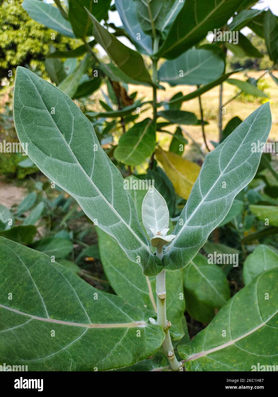 A vertical closeup shot of Arakha tree (Calotropis Gigantea) leaves ...