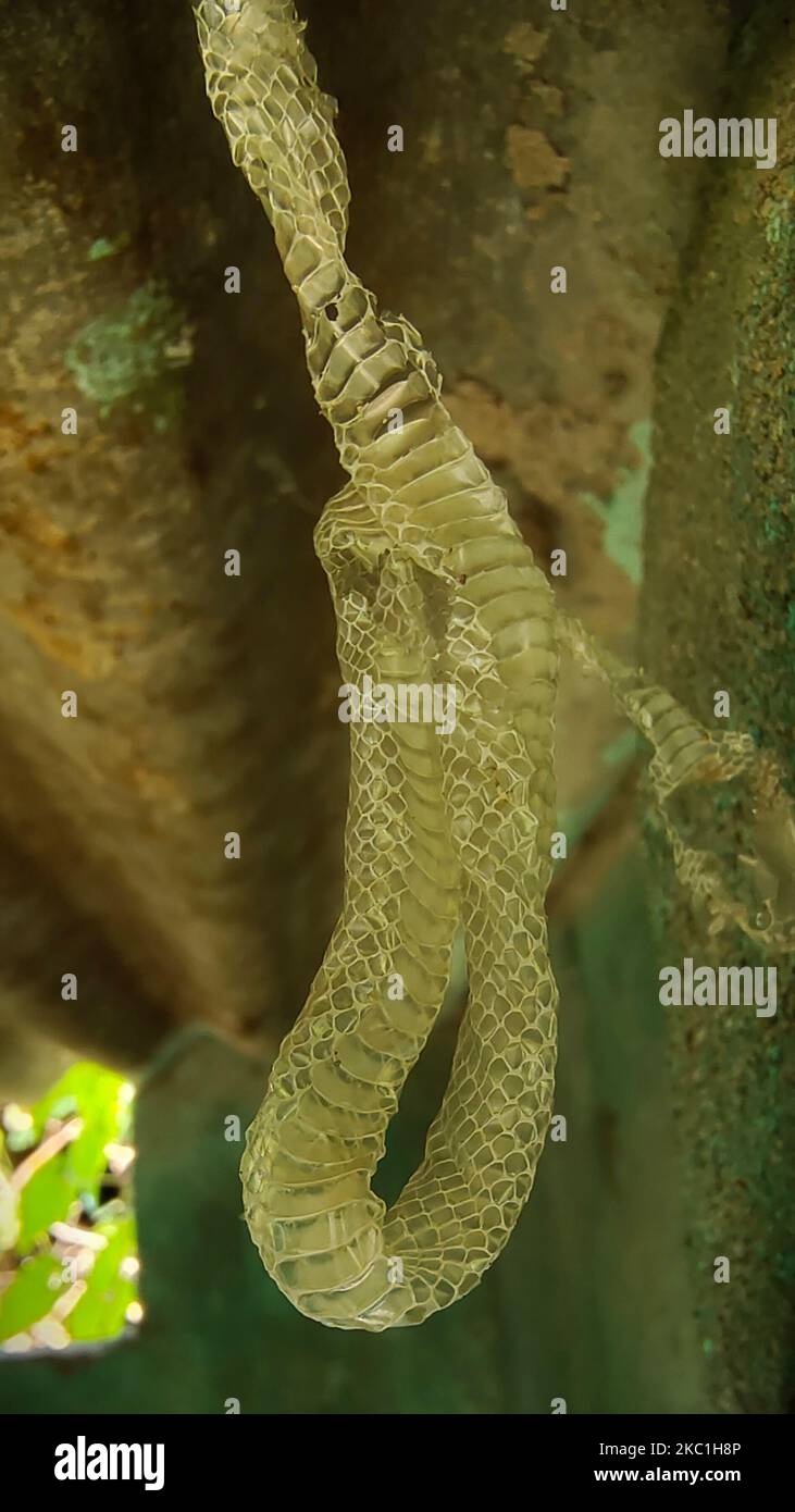 Shed snake skin hi-res stock photography and images - Alamy