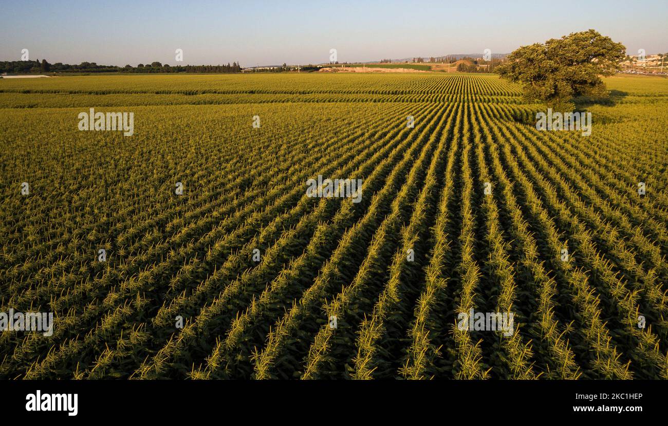 Aerial view of green corn Sheaves field ready for harvest in front of ...