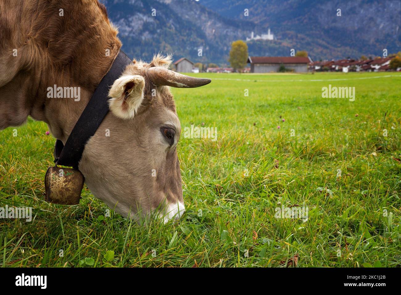German cow hi-res stock photography and images - Alamy
