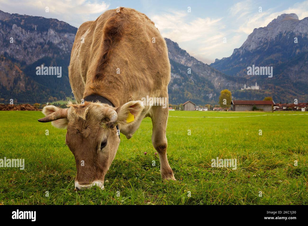 A german Cow grazing on fresh green meadow, in front of Neuschwanstein ...