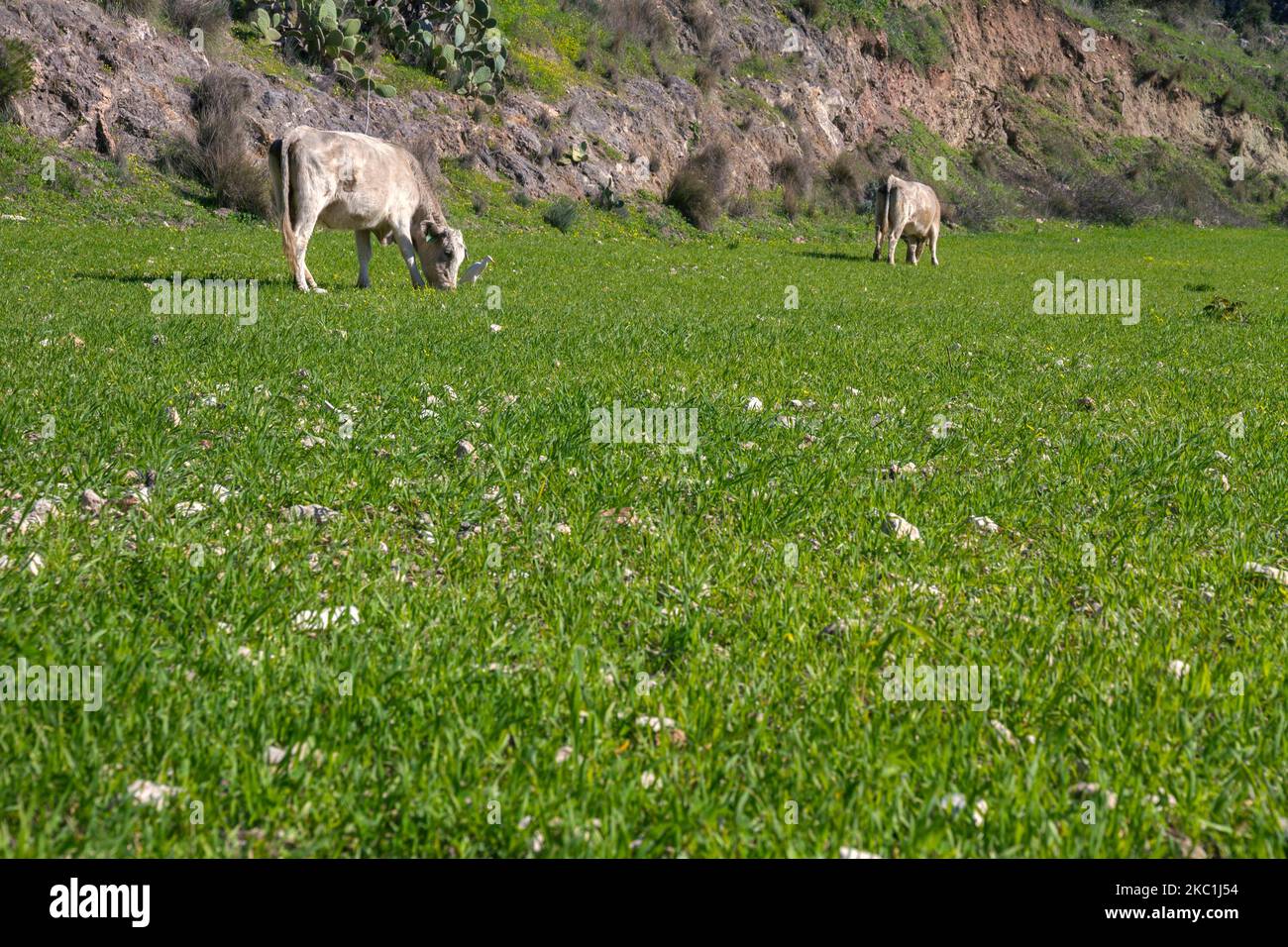 Two cows eating grass hi-res stock photography and images - Alamy