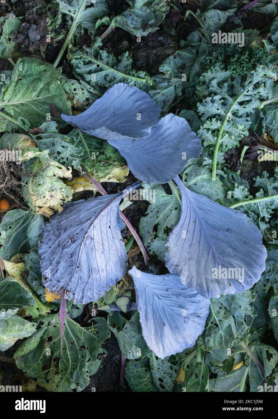 Old cabbage leaves and other vegetable leaves on top of compost heap ...