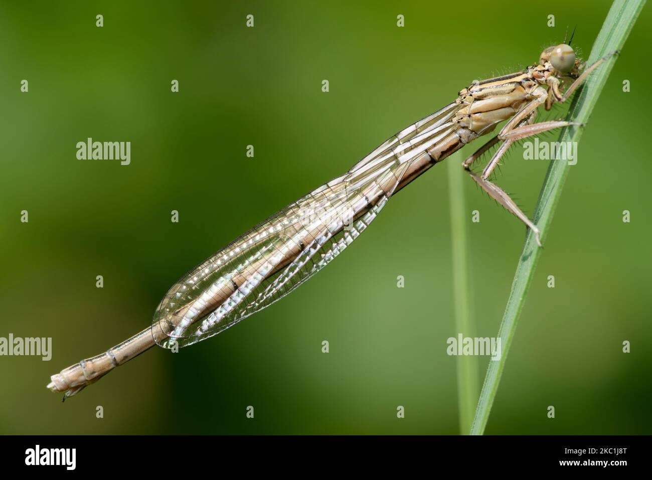 Small slow-flowing dragonfly White-legged damselfly or Blue featherleg ...