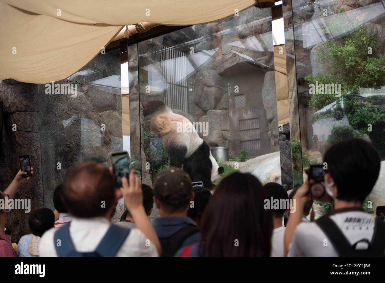 A panda urinates on a wall in front of the visitors of Ocean Park in ...
