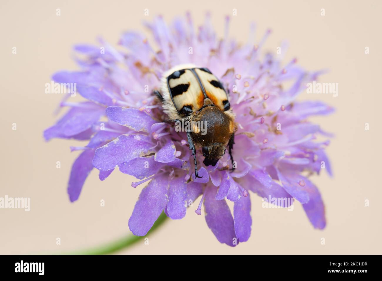 Fluffy black-spotted Bee beetle (Trichius fasciatus) on a flower ...