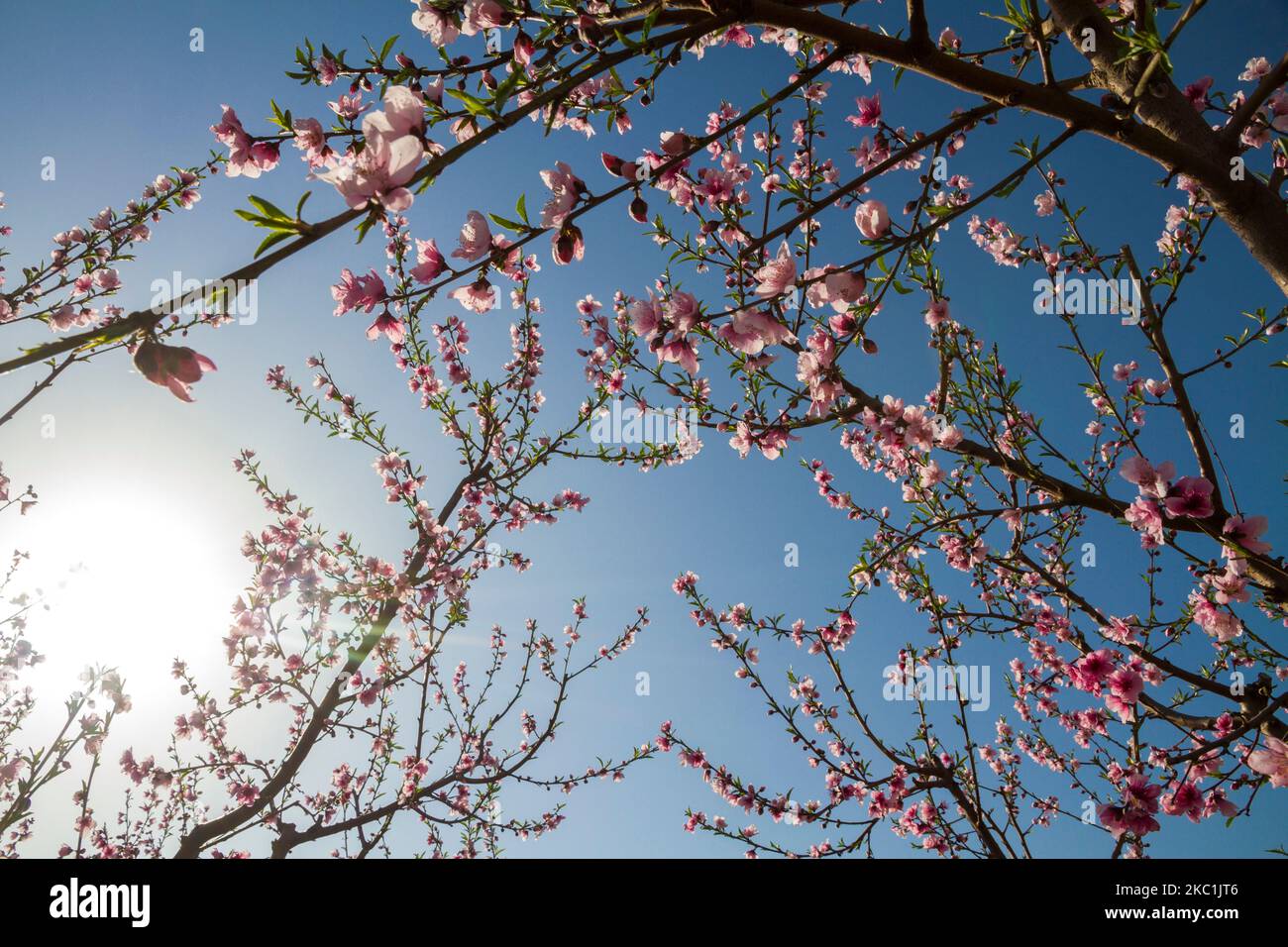 flowering almond trees against blue sky background. Beautiful almond ...