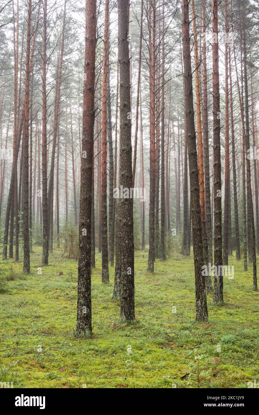 Even aged forest hi-res stock photography and images - Alamy