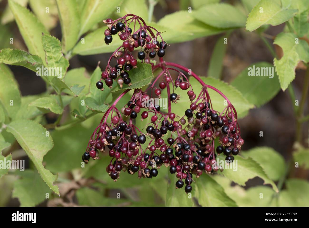 Cluster of ripening berries on elder or elderberry (Sambucus nigra) on ...