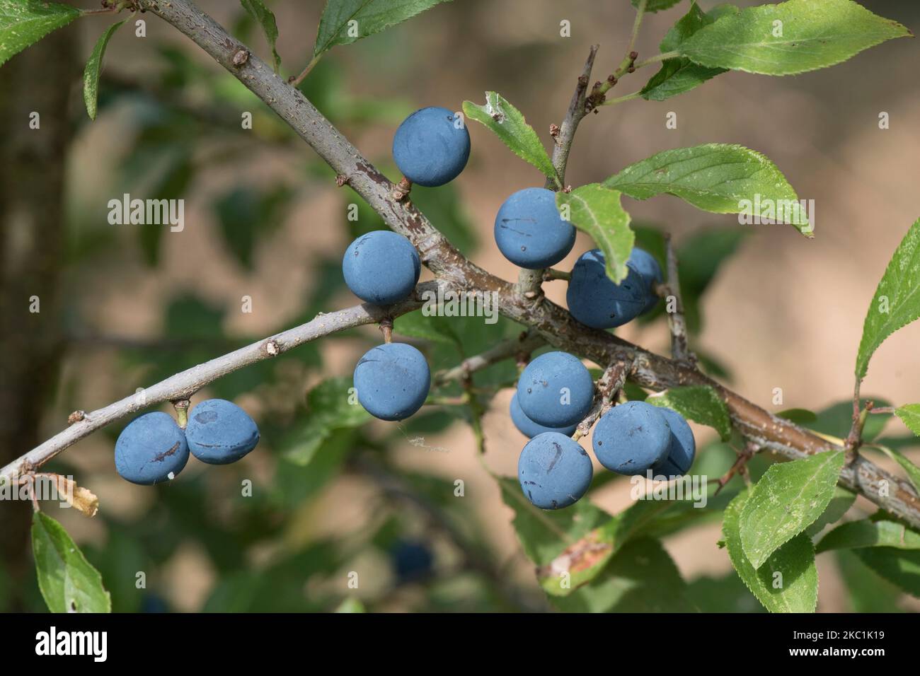 Ripe sloes, round fruit of blackthorn (Prunus spinosa) with purple ...