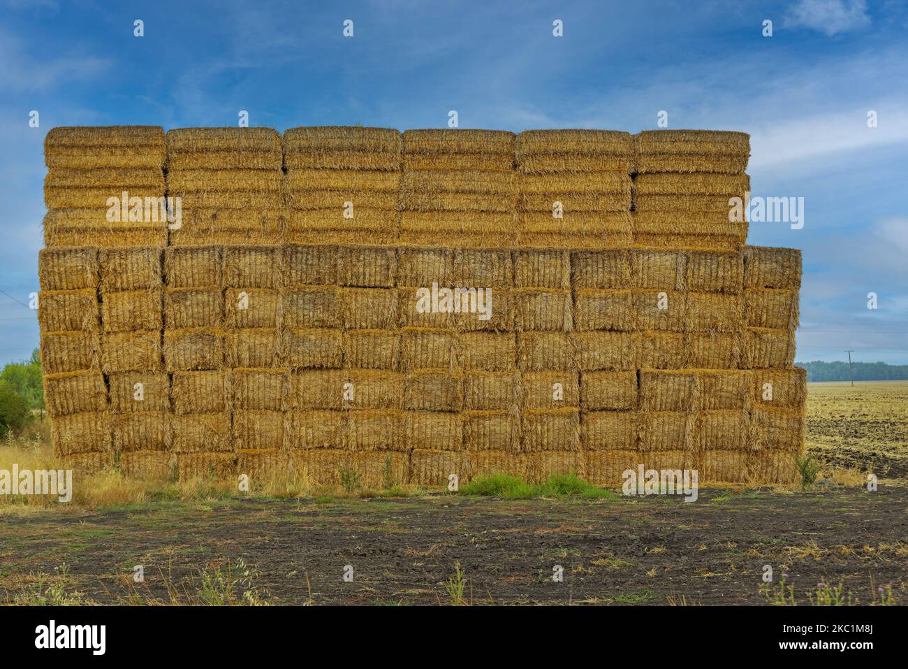Large Stack of Conventional Bale Square Shape Traditional Farming Stock ...