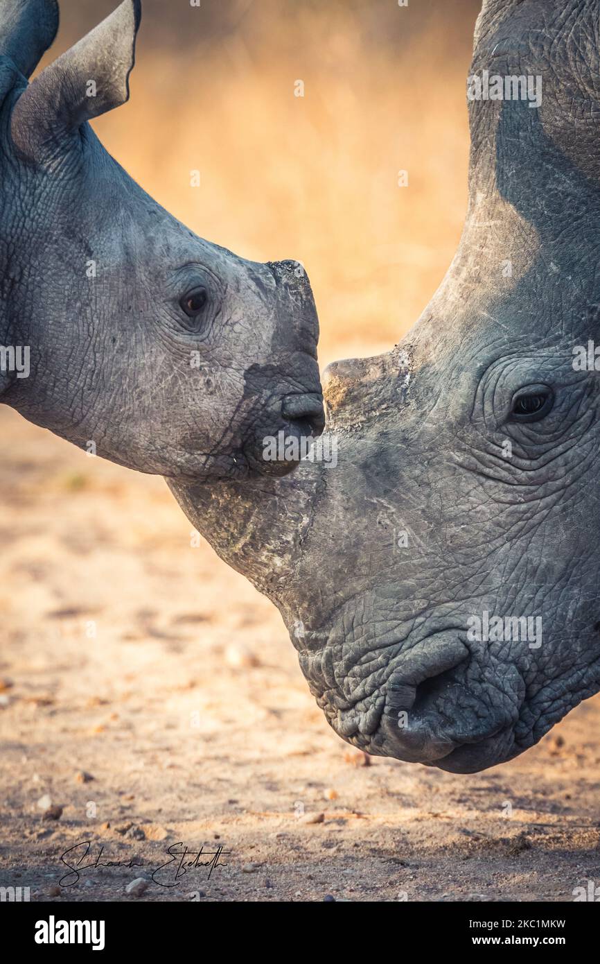 Rhino Love, mother and baby Stock Photo - Alamy