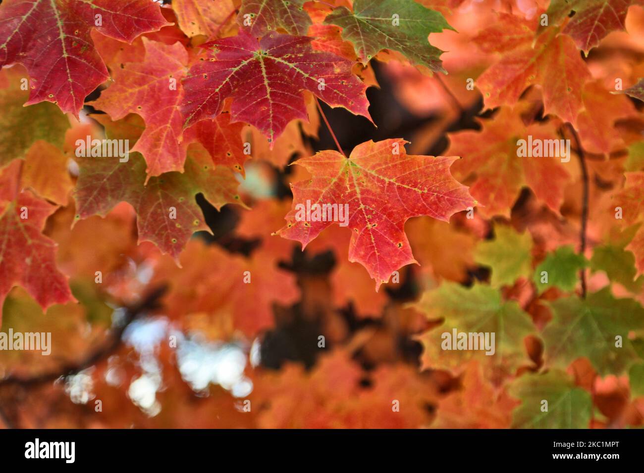 Colourful trees during the Autumn season in Markham, Ontario, Canada ...