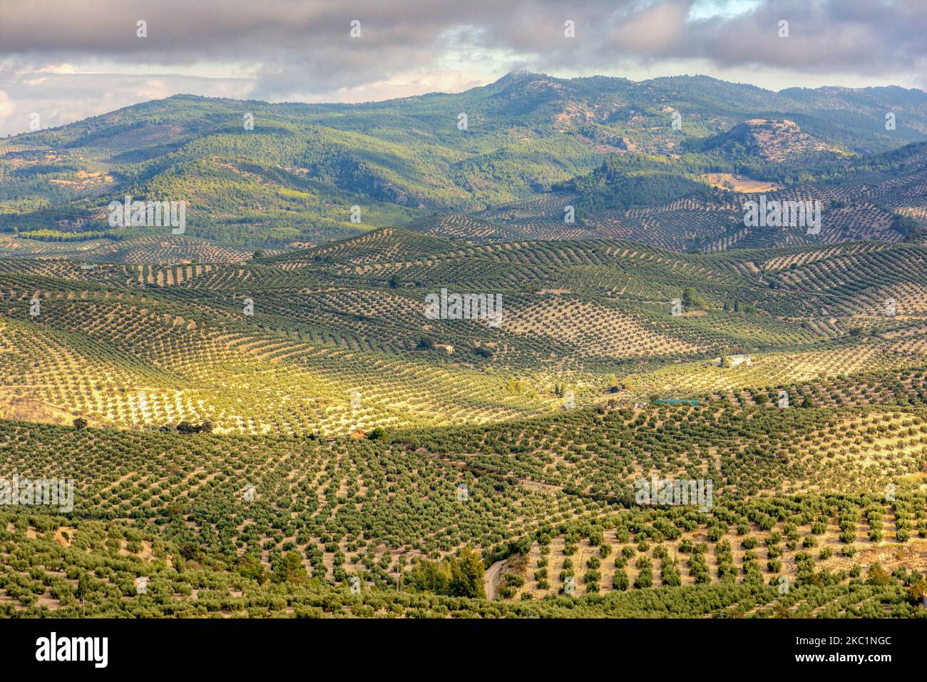 A landscape of olive groves and mountains in La Iruela, province of ...