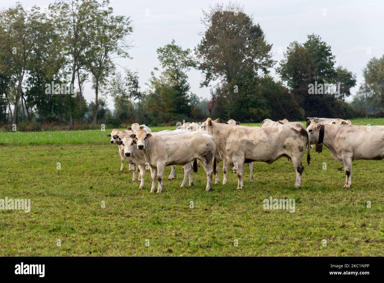 Fassona breed cows grazing on the countryside of the Italian Po valley ...