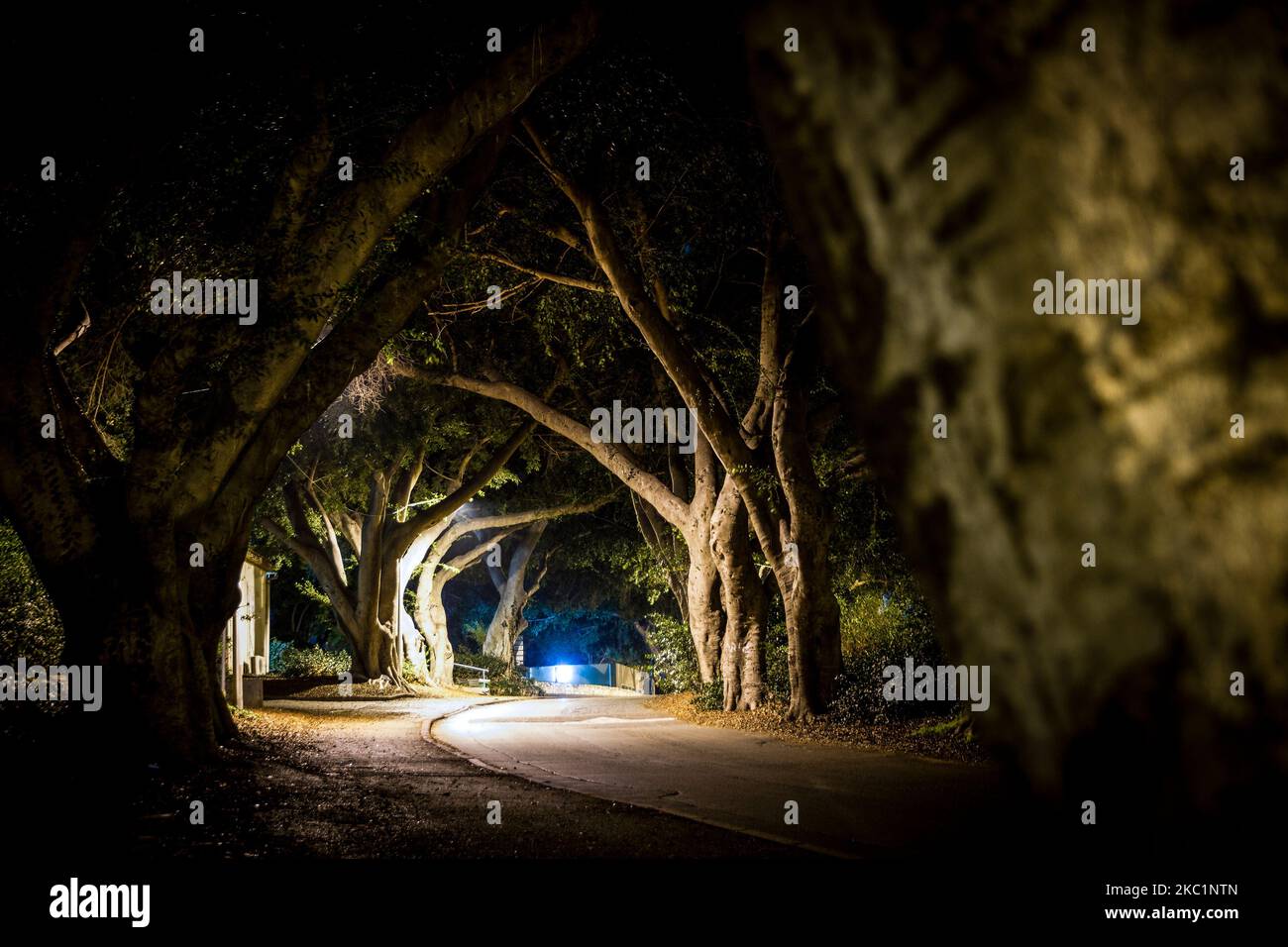 long path road lined with green trees at night Stock Photo - Alamy