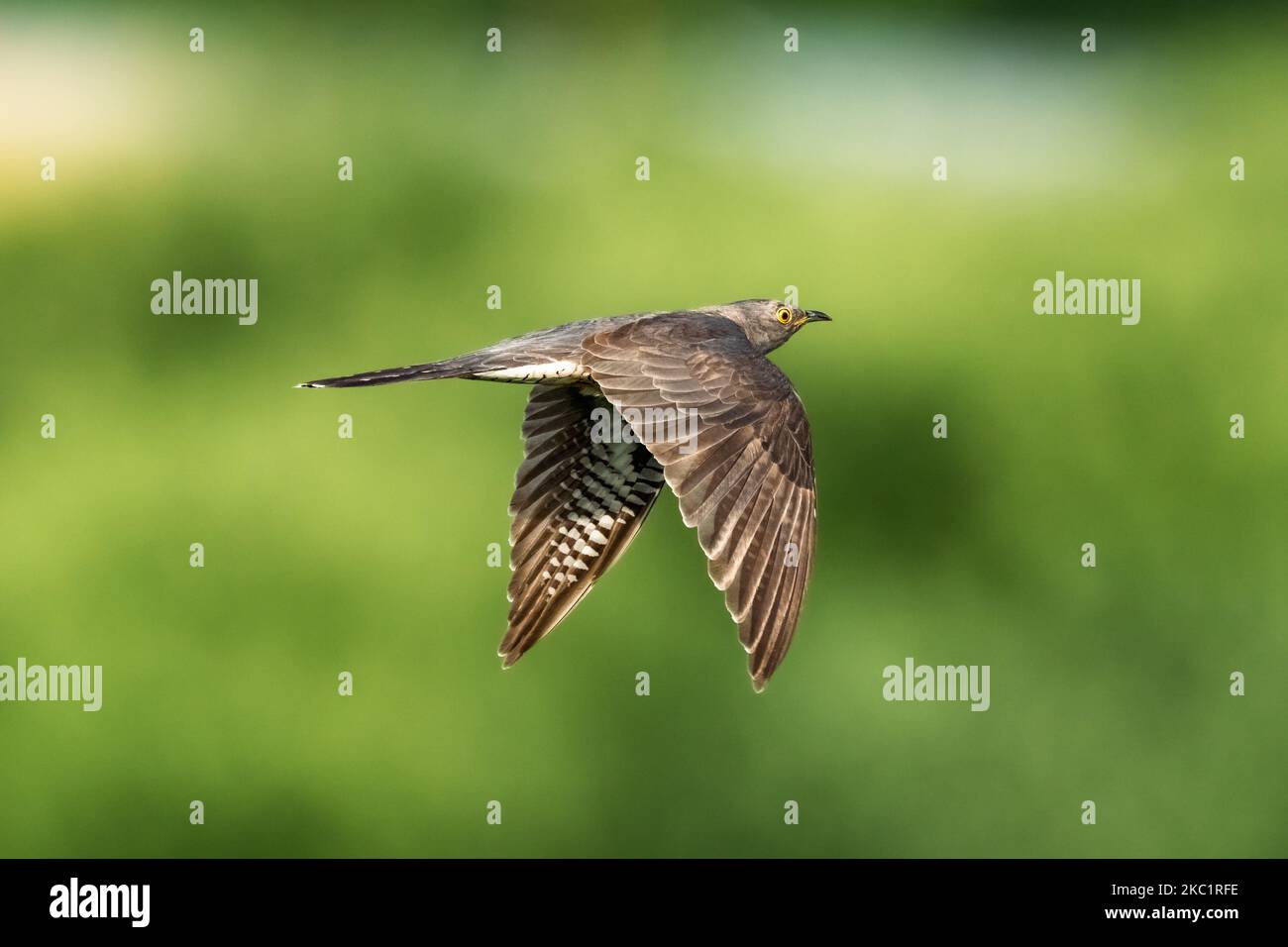A selective shot of common cuckoo (Cuculus canorus) known as a Lazy ...