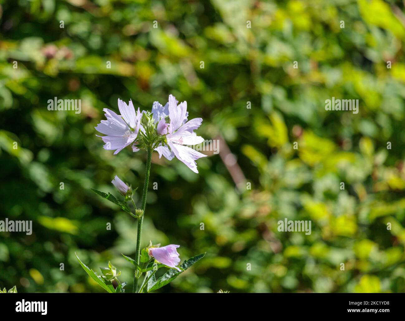 Musk mallow on white hi-res stock photography and images - Alamy
