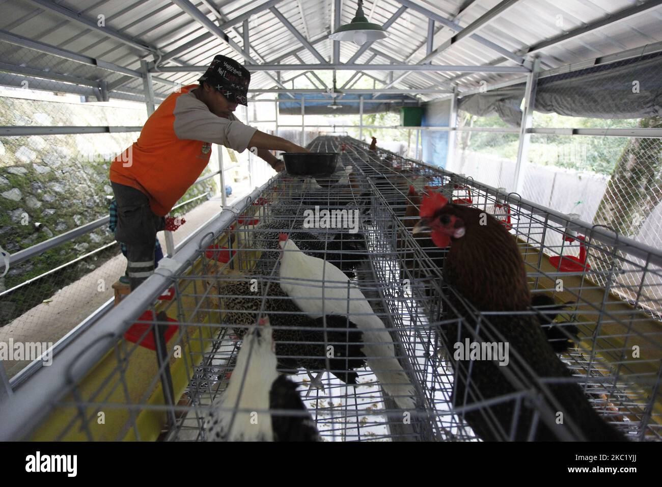 Employee feeds chickens hi-res stock photography and images - Alamy