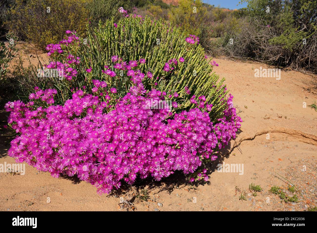 Brightly colored spring wildflowers, Namaqualand, Northern Cape, South ...